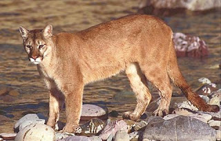 El mundo de los Felinos: PUMA CONCOLOR COUGAR