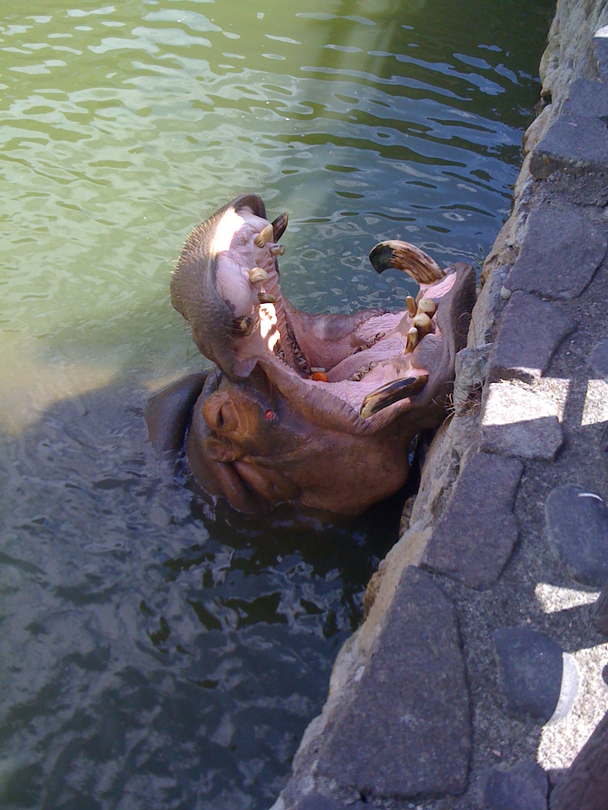 L.J. Popp's World adventures!: Beppu "hells" tour