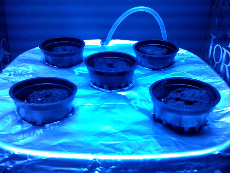 The Bucket Farm: New Project: LED Lighting Experiment