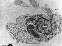 Radiography at ECC: RTC 201--Power Point Presentation Topics