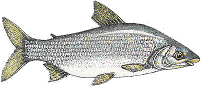 PESCA E DICAS: O CORIMBA