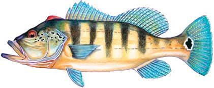 Sala do Pescador: Tucunaré-azul