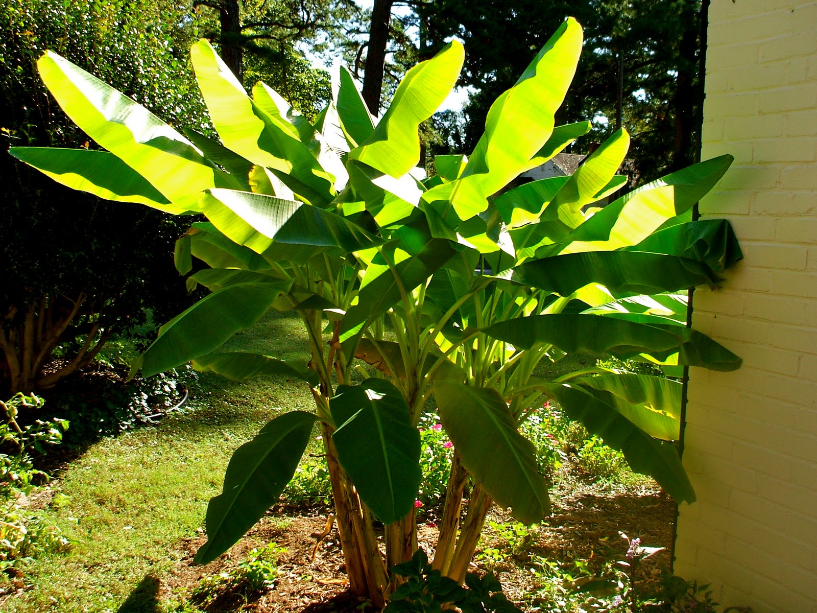 My View from the Garden: Taking Stock