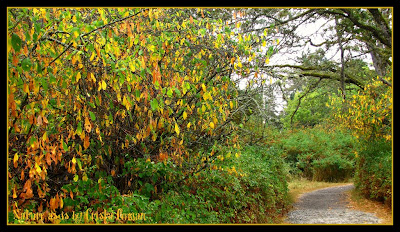 Nature As Is: Early Signs of Fall