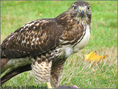 Nature As Is: A Fresh Kill ~ Cooper's Hawk