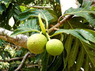 Cuisine Framboise: Les révoltés du Bounty