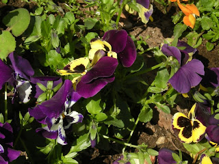 Varenya's garden: The Pansy: curiosities and insights