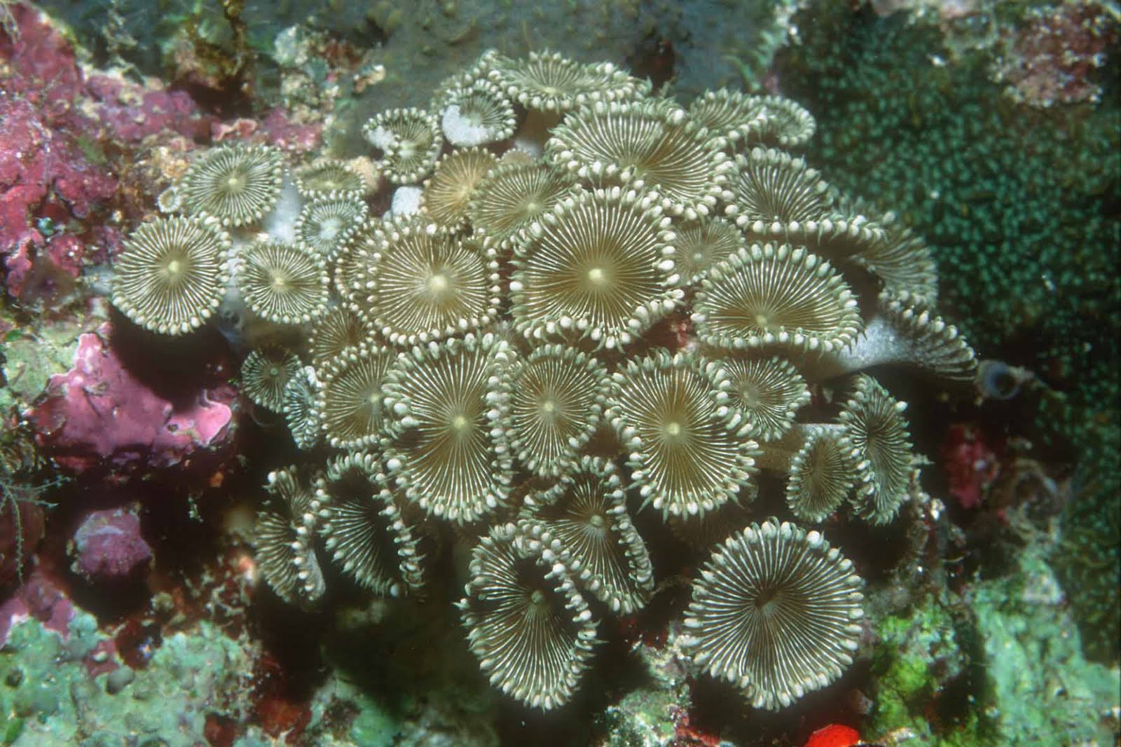 :::SaVe BioDiVeRsiTy, sAvE tHe wOrLD:::: ..KEINDAHAN DASAR LAUT....