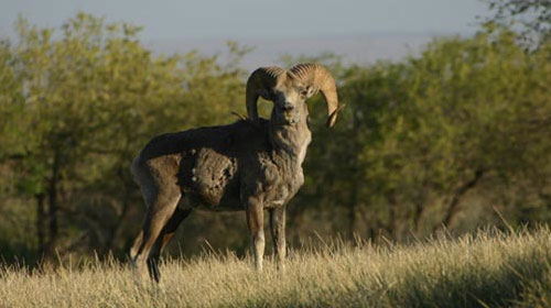 Love Nature Love Life: 9. Argali