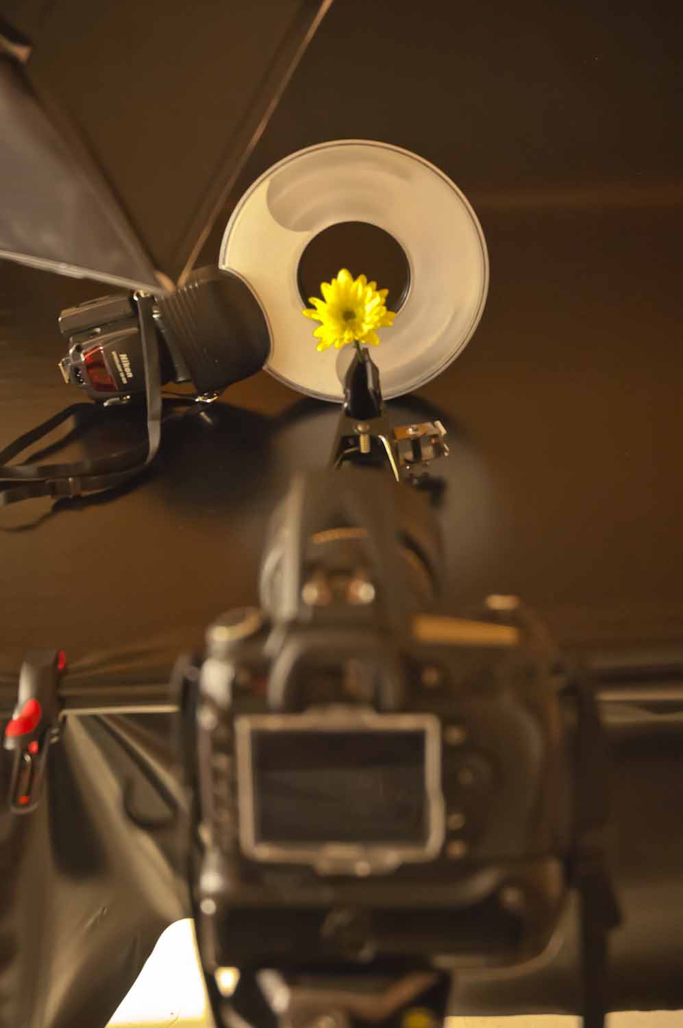 Nicola Zingarelli: Fishing & Photography: Yellow daisy shot using a ...