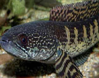 RealTime Bangladesh: World's Largest Dam on Brahmaputra River