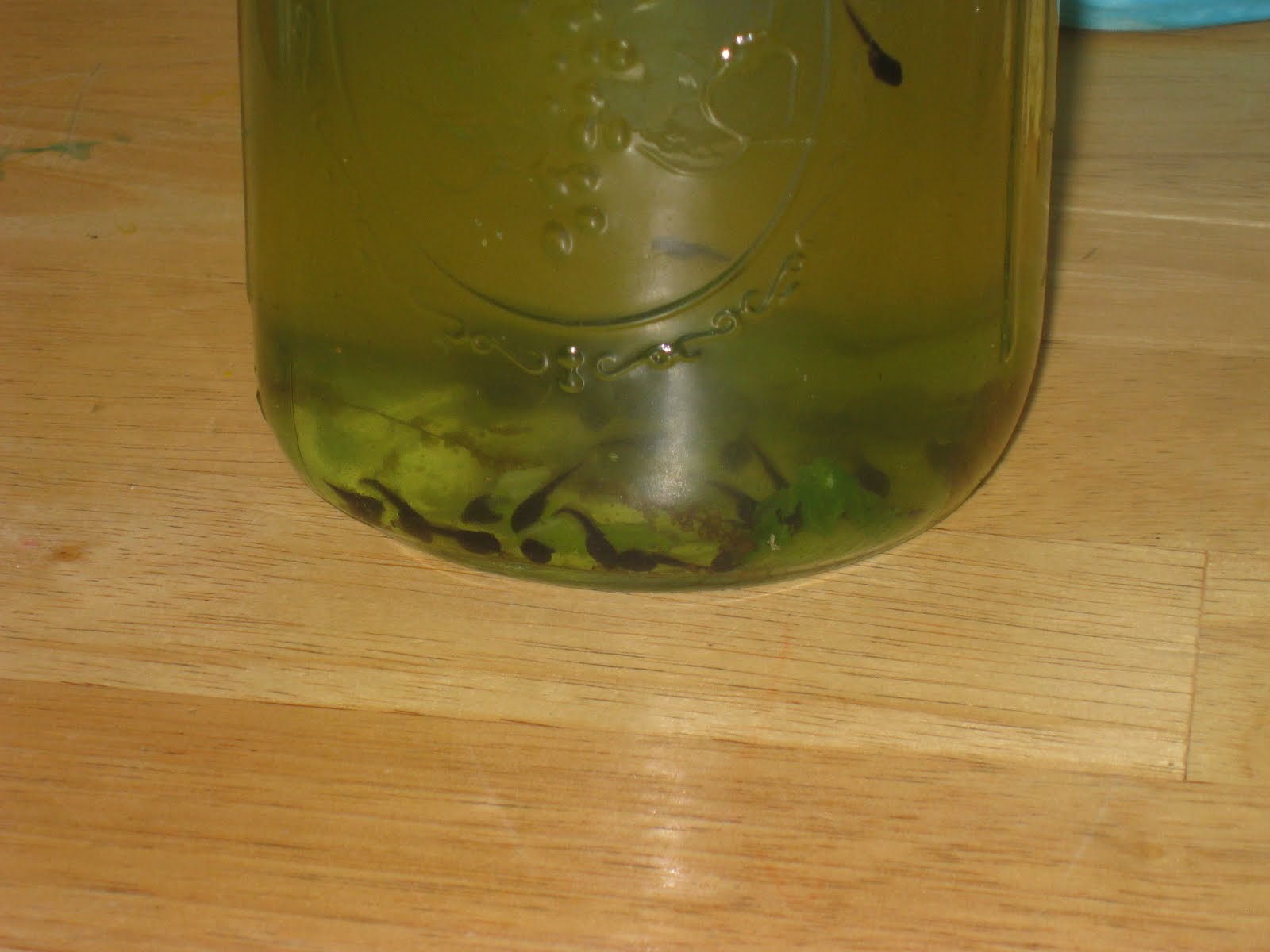Our Cool Preschool: Tadpoles and Frogs