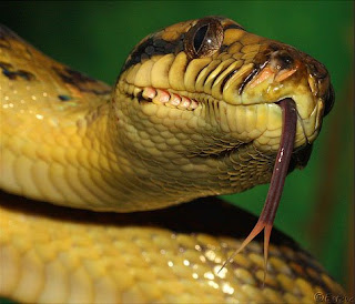 El Pecado Original: La serpiente