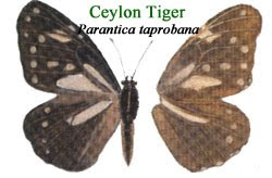 Endemic Butterflies of Sri Lanka