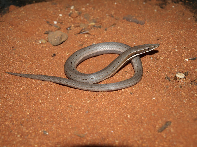 Legless Lizards