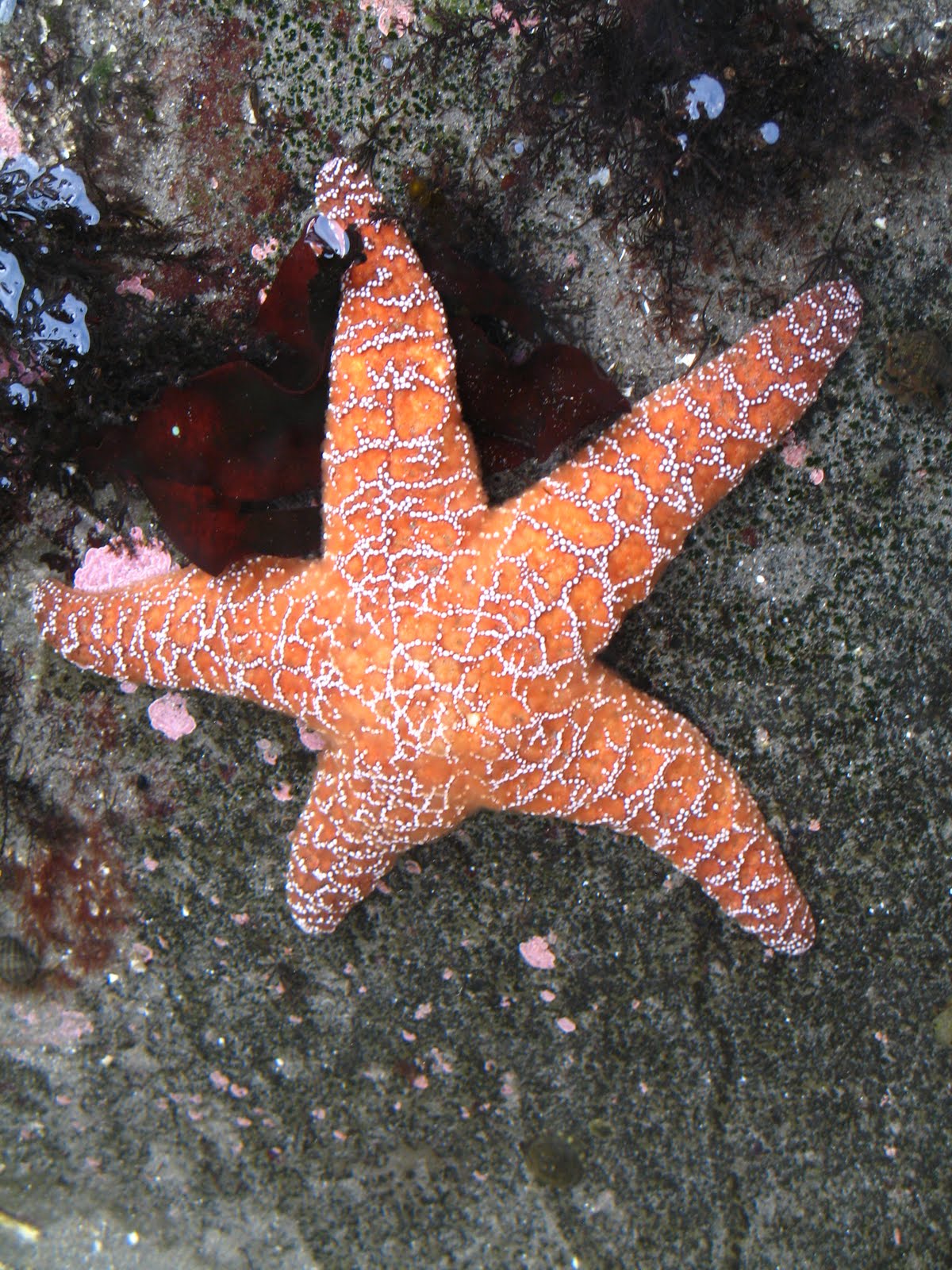 Kind of Curious: Tide Pools at Rialto Beach