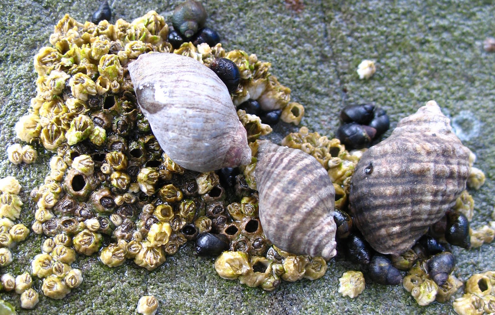 Kind of Curious: Tide Pools at Rialto Beach