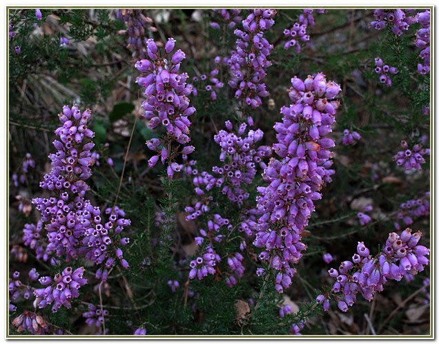 NATUREZA VIVA: urze do monte