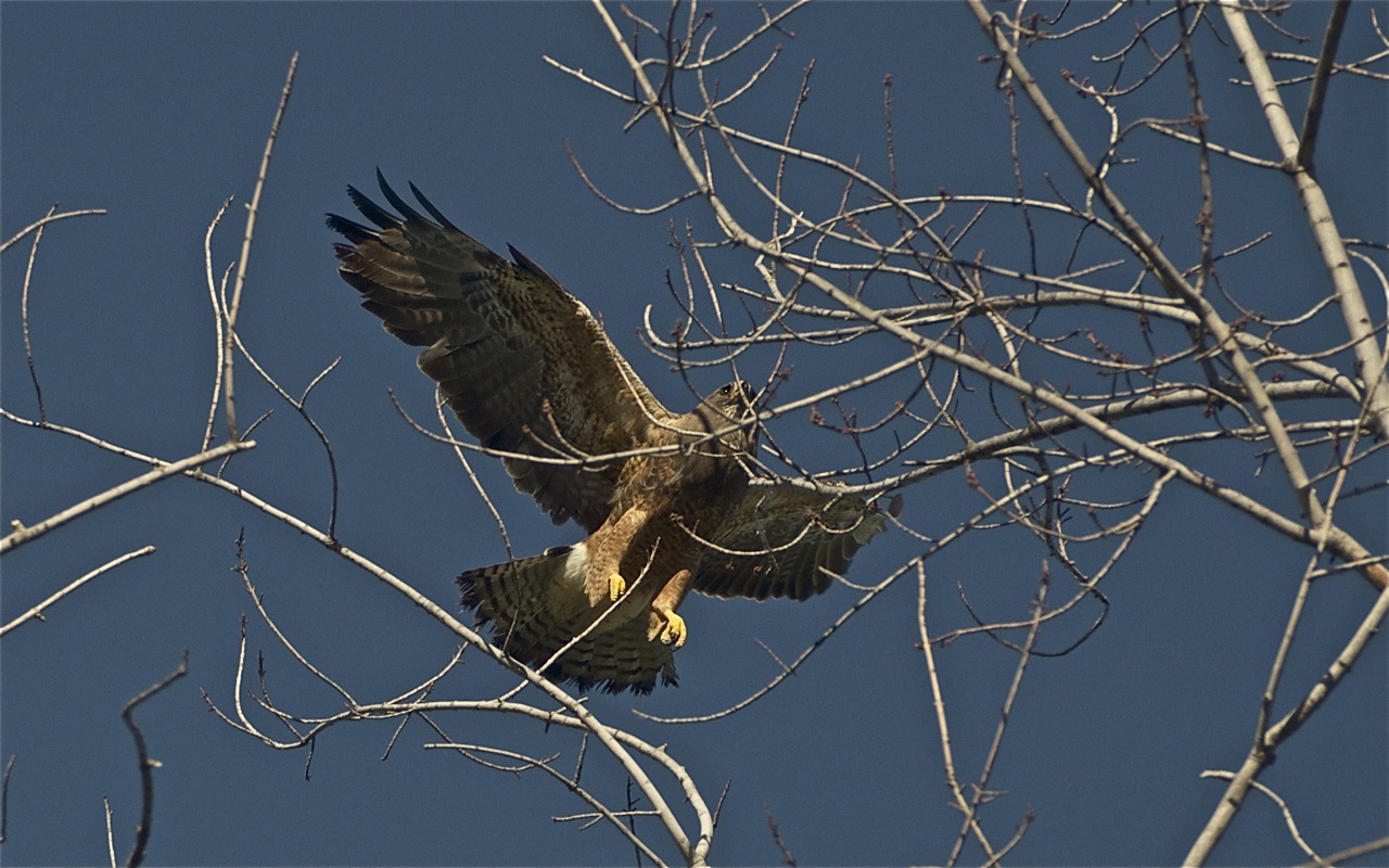 Swainson's Hawk Watch: Female Hawk Leaves Nest, Lands on Bare Tree ...