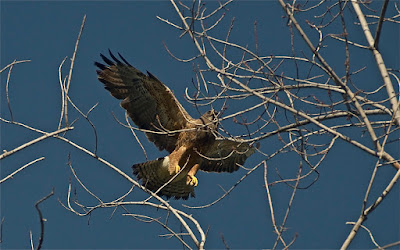 Swainson's Hawk Watch: Female Hawk Leaves Nest, Lands on Bare Tree ...