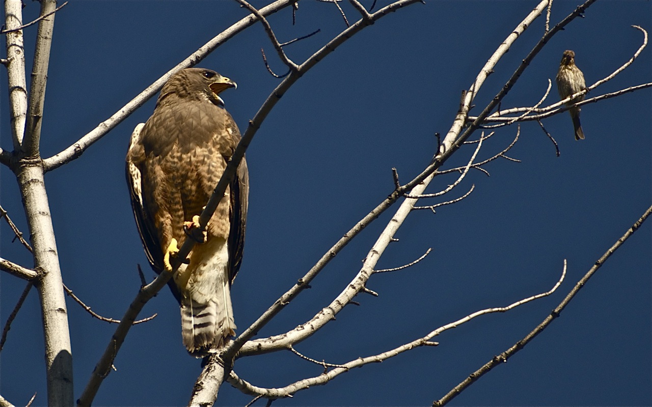 Swainson's Hawk Watch: Female Hawk Leaves Nest, Lands on Bare Tree ...