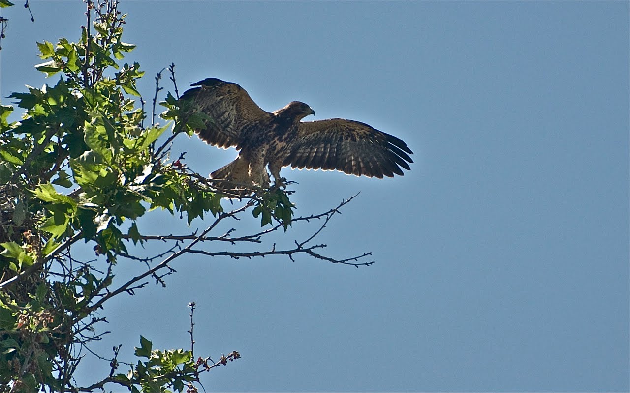 Swainson's Hawk Watch: Young Hawks are Venturing out to Tree Limbs