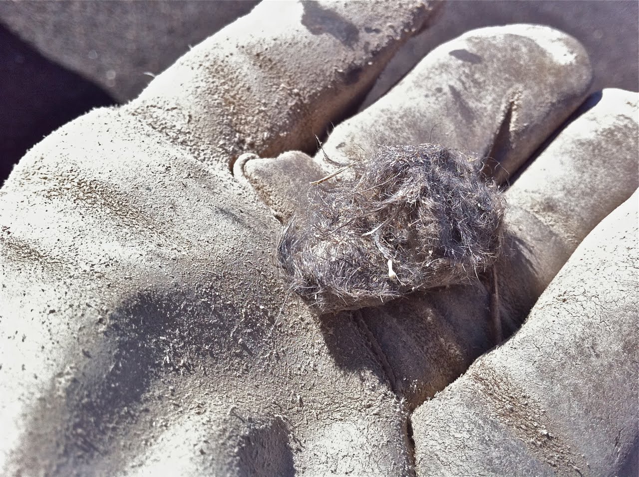 Swainson's Hawk Watch: Swainson's Hawks Regurgitate Undigested food Pellets