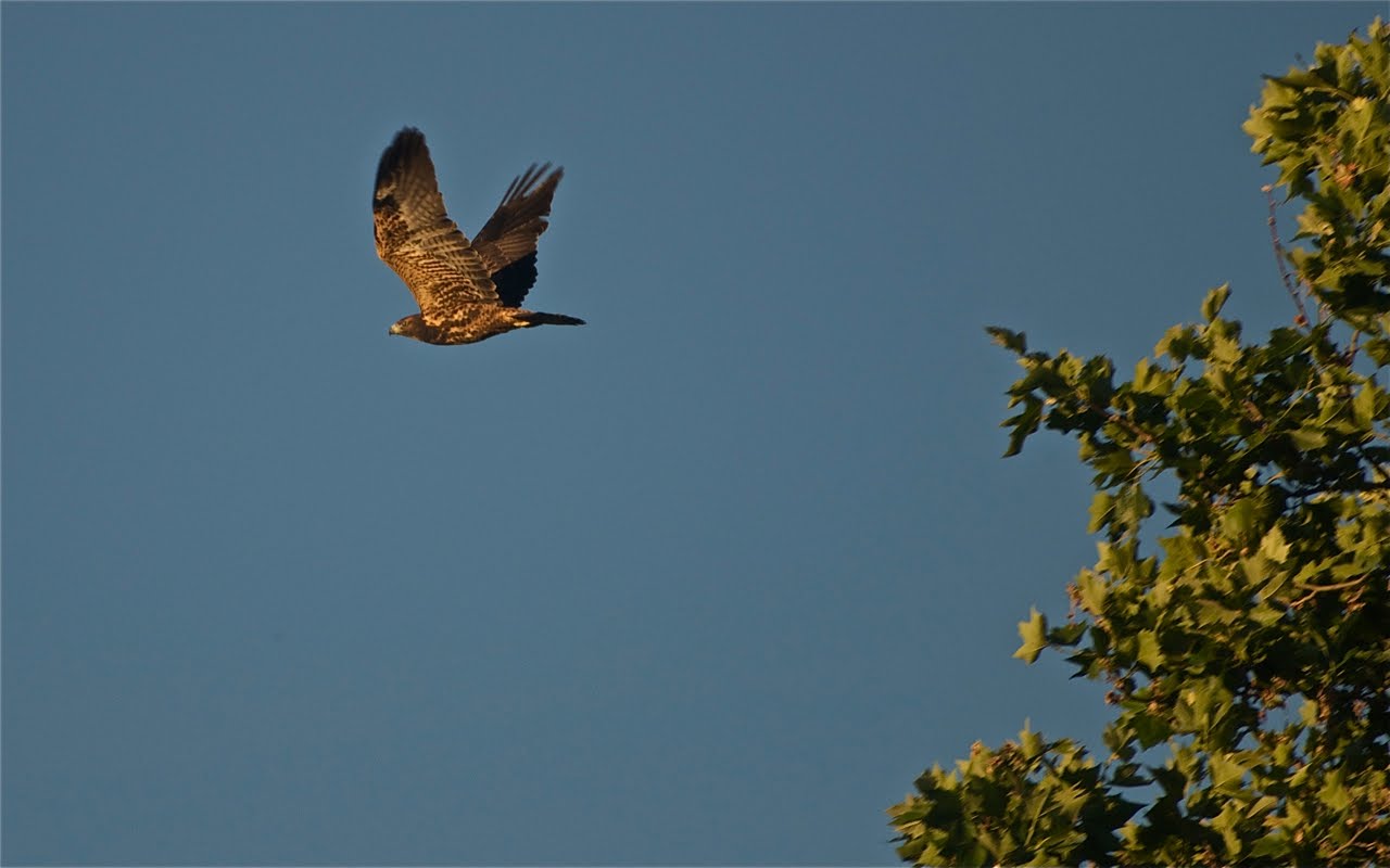 Swainson's Hawk Watch: Young Hawks and Half Moon