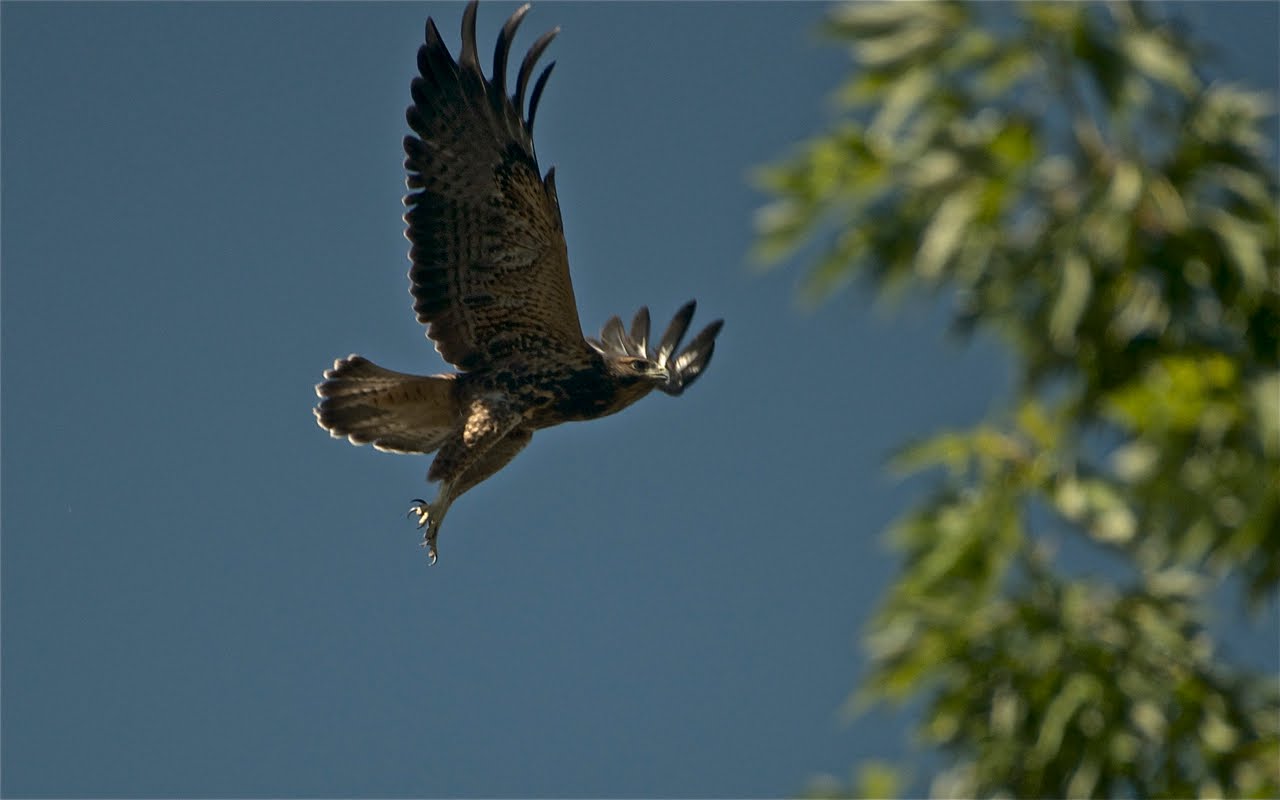 Swainson's Hawk Watch: Young Hawks are Flying More