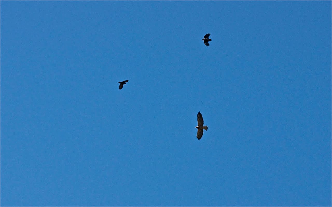 Swainson's Hawk Watch: Crows Attack Young Hawk in The Sky