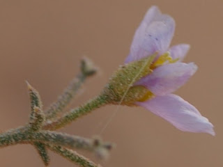 le blog de Bab [bête à part]: Terfez, trésor du désert