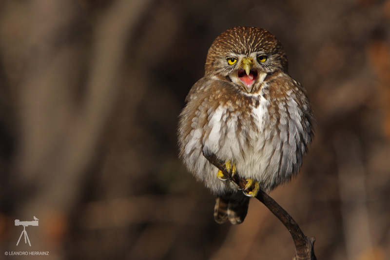 Ushuaia: Caburé grande (glacidium nanum)