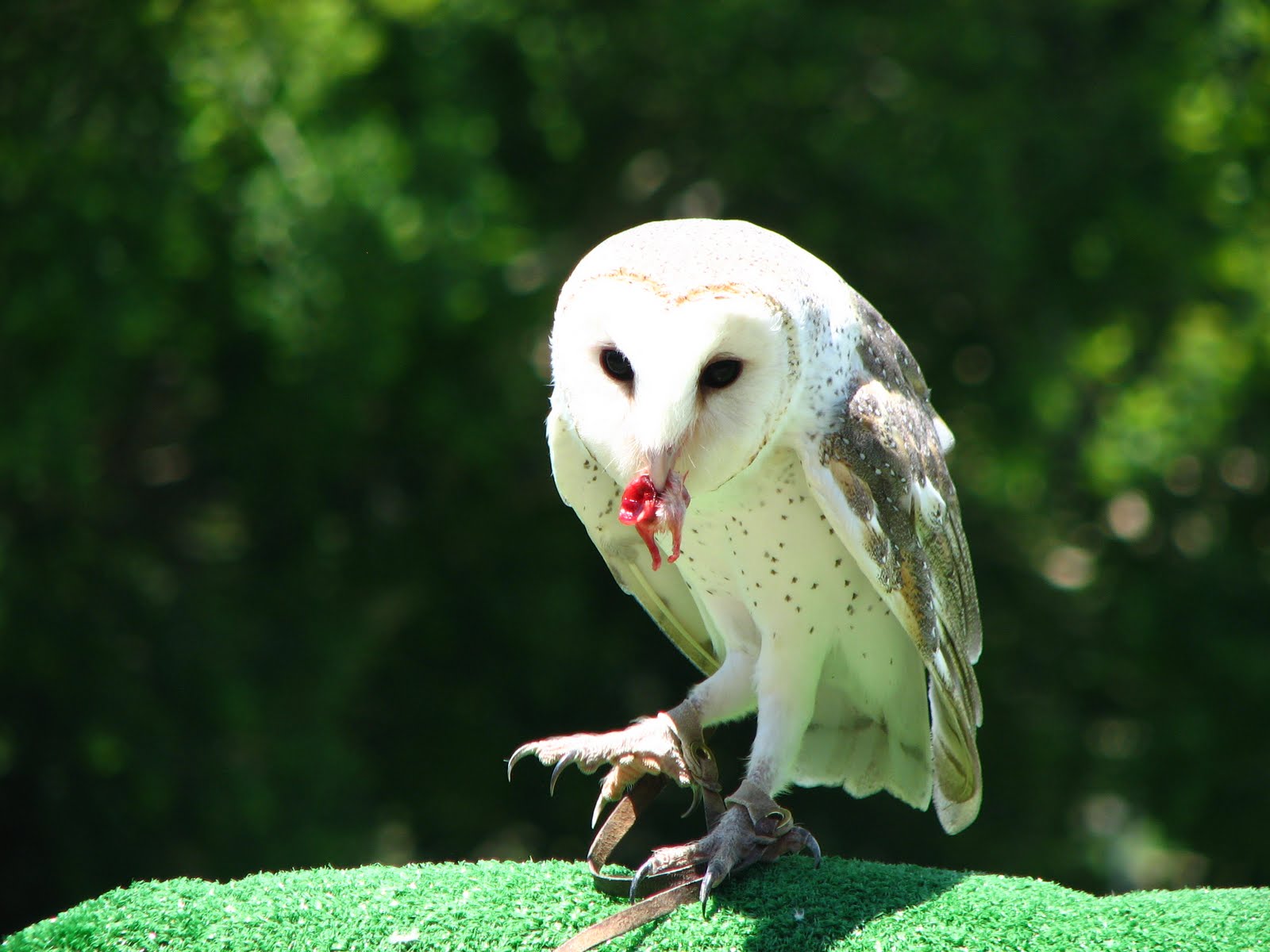Vanuatu Voyage: Australian Wildlife