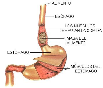 Nutrición y alimentación: Sistema Digestivo