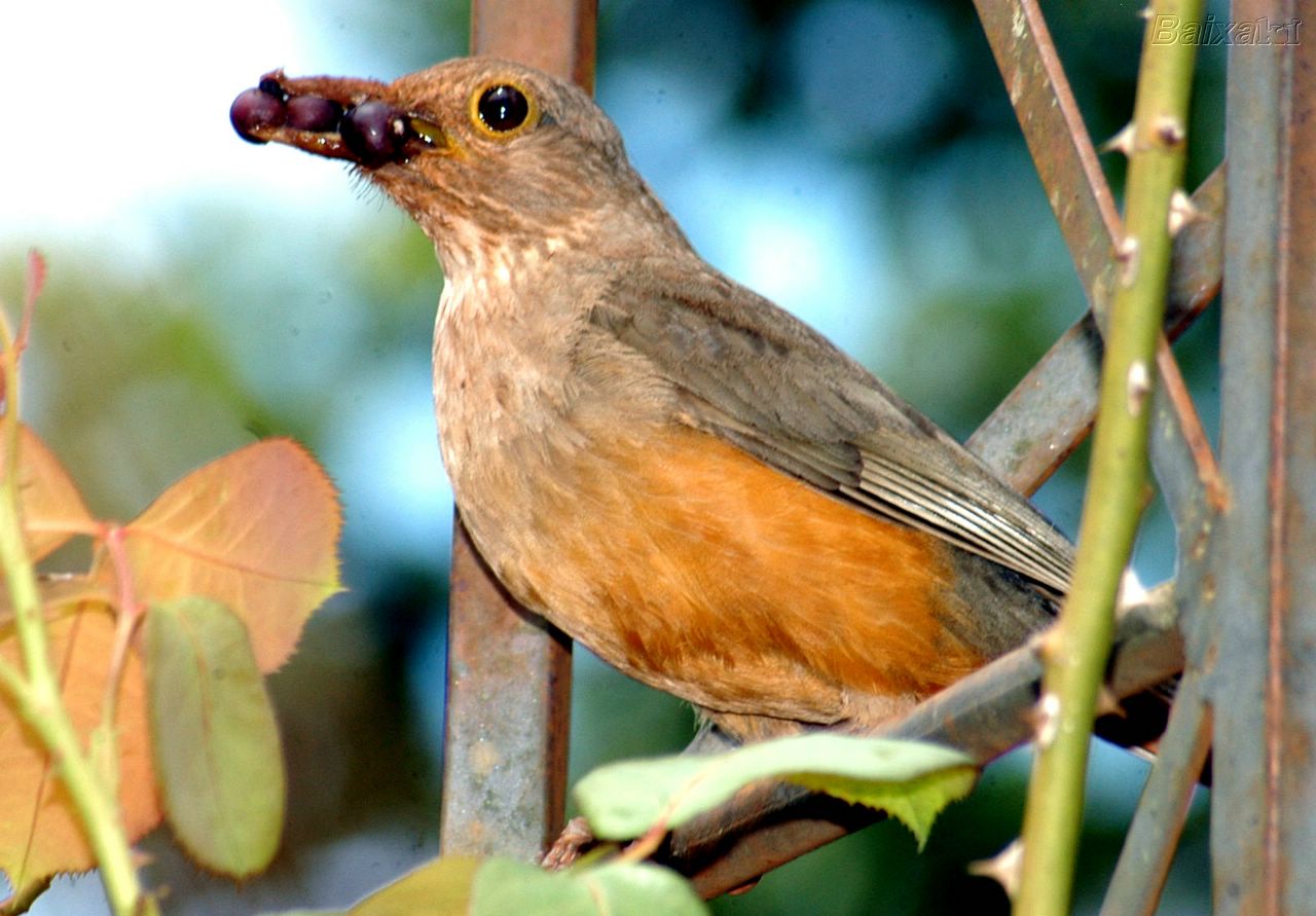 Tila Breda: Onde canta o sabiá?