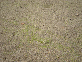 Glen Echo Country Club Golf Course Management: Nursery Green Seed ...