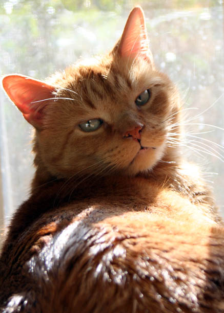 Macgyver's Craftorium