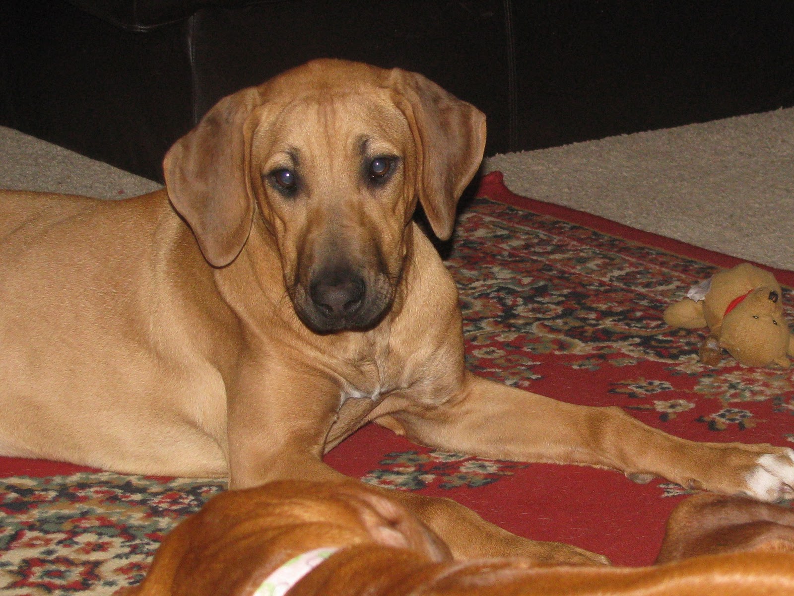 MR Ridgebacks: Our Ridgeback Family