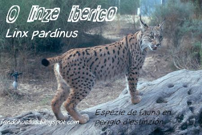 Fendo huellos: O linze iberico