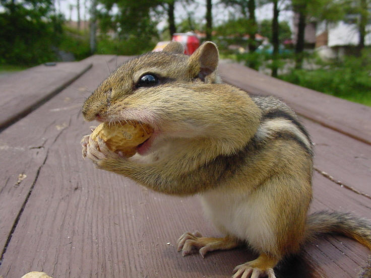 Place 2 Play: The Underrated Animal - Chipmunk