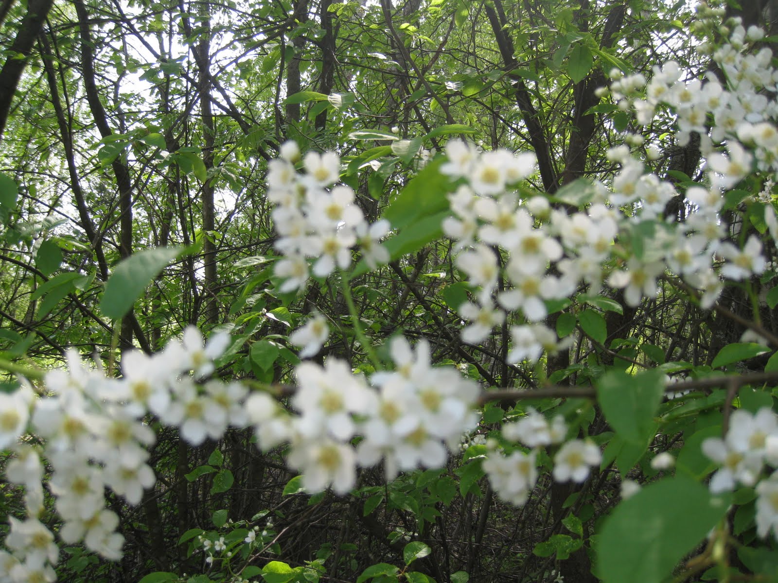 Seijastiinan Mietteitä: TUOMI KUKKII!