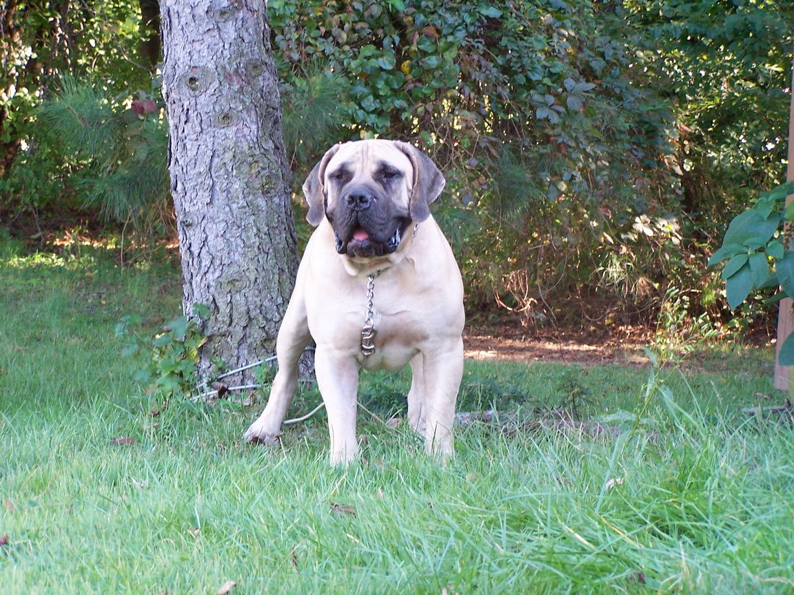 Boerboel Dog