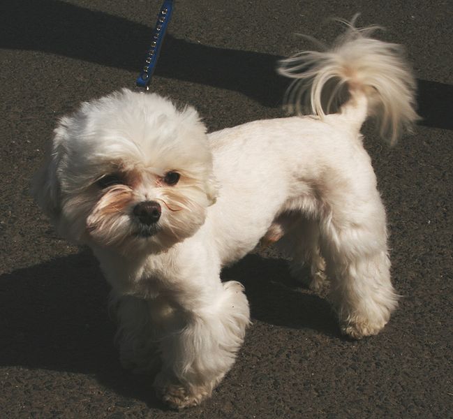 Maltese
