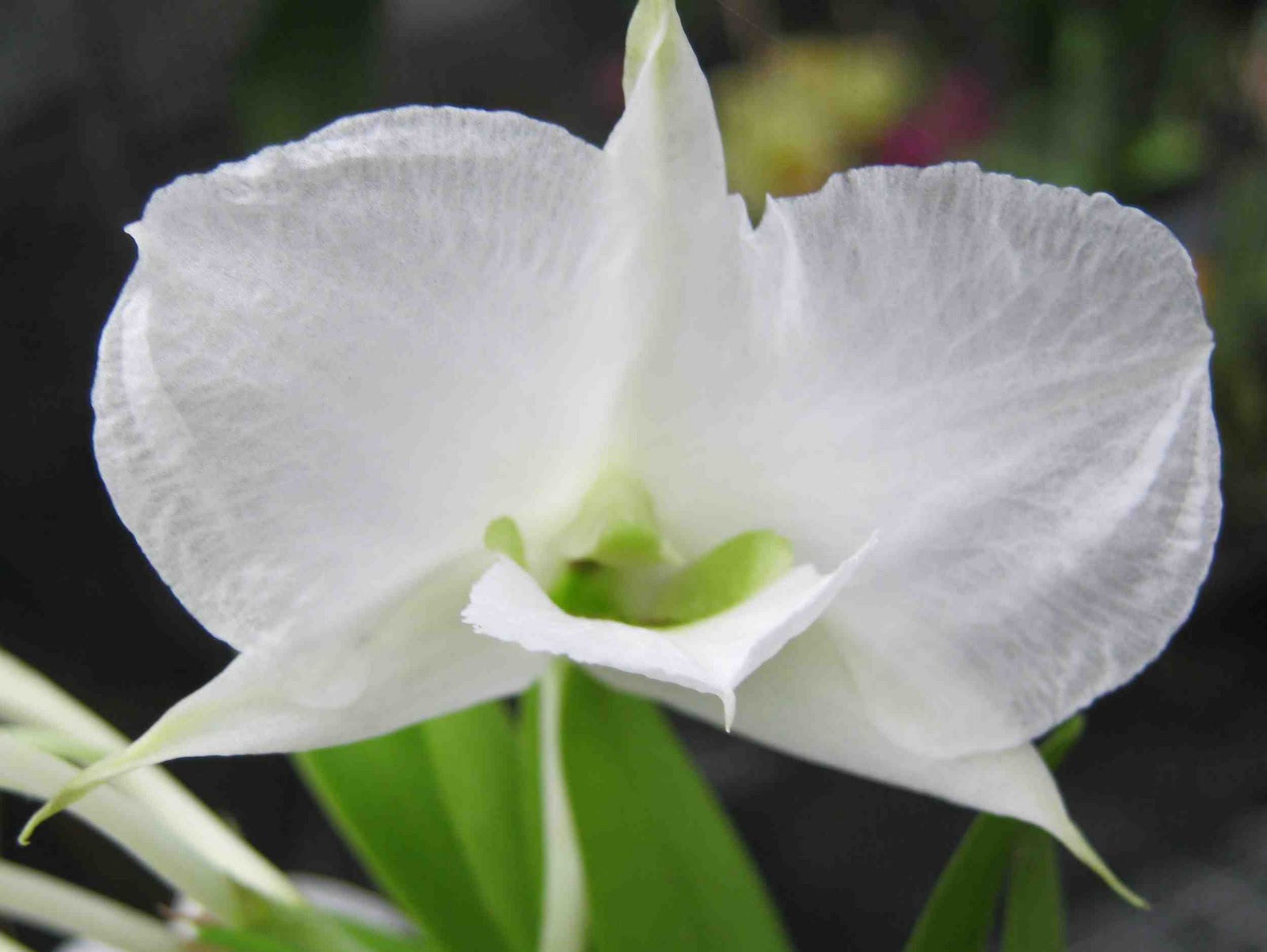 Philippine Gardener: In Bloom - October