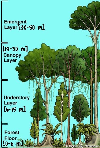 Studynotes: Types of natural vegetation