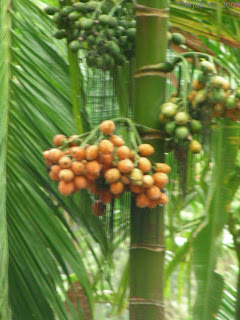 The Wild: Valikunju peak