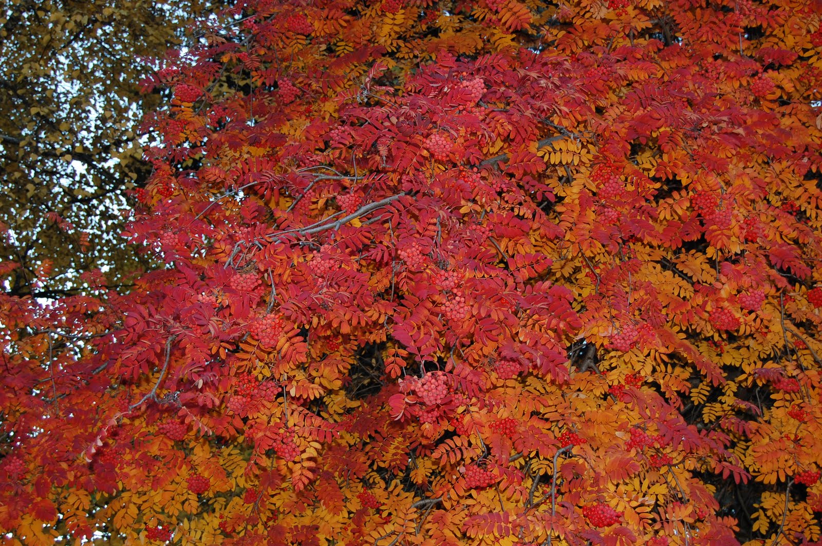 blackoaknaturalist: Celebrating Mountain Ash