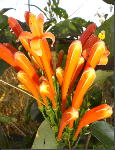 AsBeiradasdoRio2: 14 de dezembro de 2010. Cheiro de fulô não sai na foto!