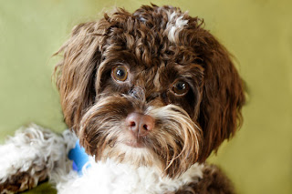 Starlo's Paw Prints: Charlie Blatt, a 2nd Generation, Chocolate 'n ...