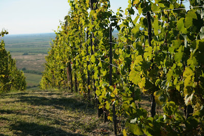 In vizita la Crama Nachbil, Beltiug | Printre Vinuri